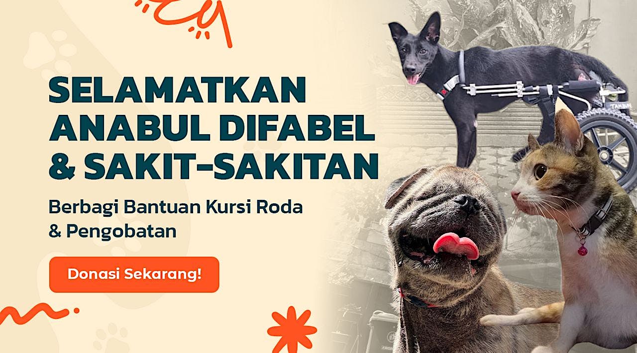 Anabul Difabel & Sakit-sakitan Butuh Bantuanmu