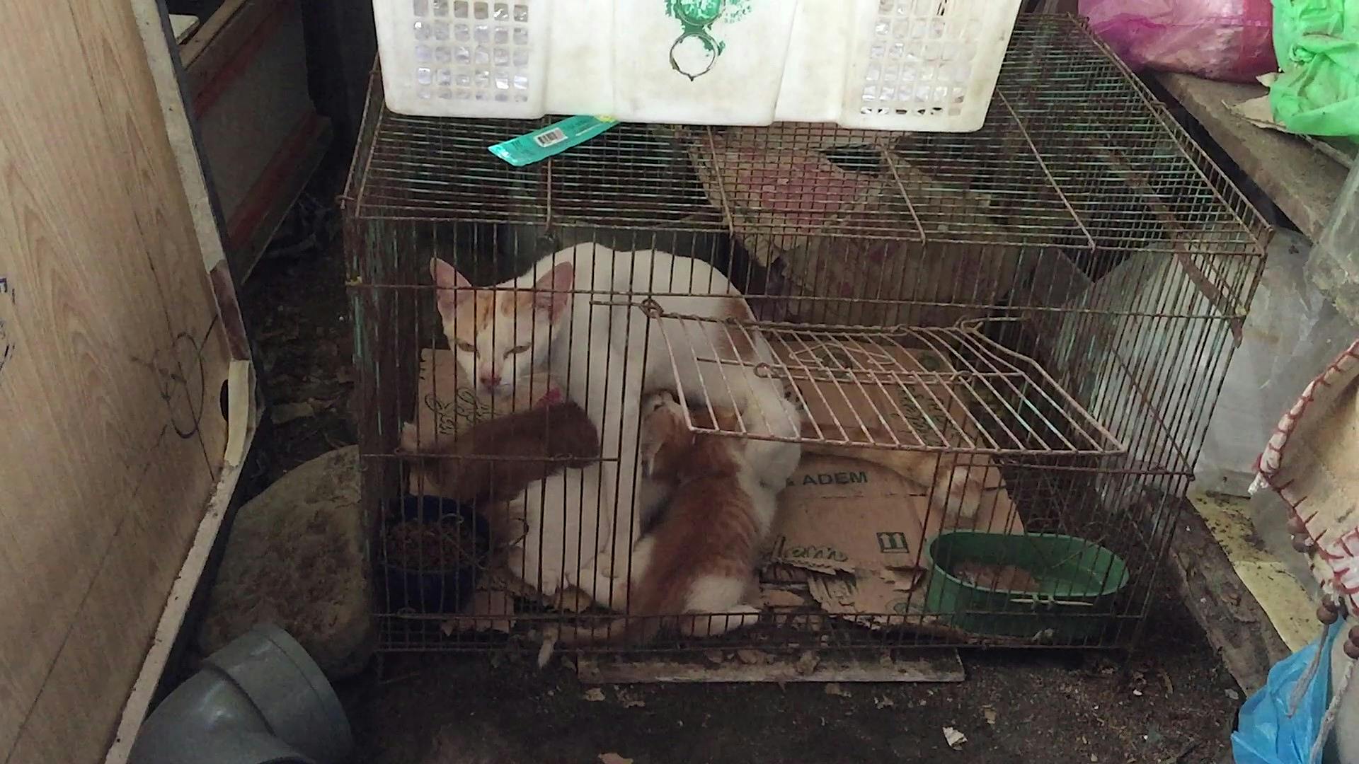 Bantu Rawat Kucing Terlantar di Shelter Michio!