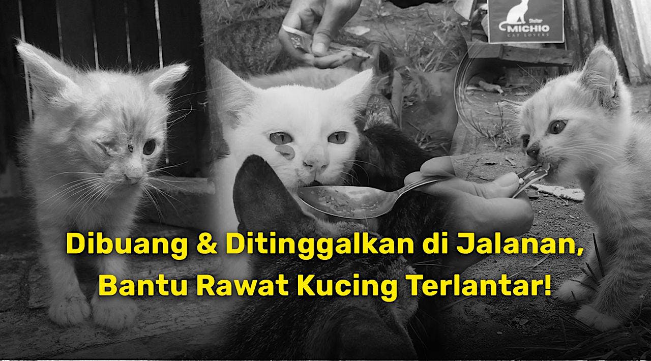 Bantu Rawat Kucing Terlantar di Shelter Michio!