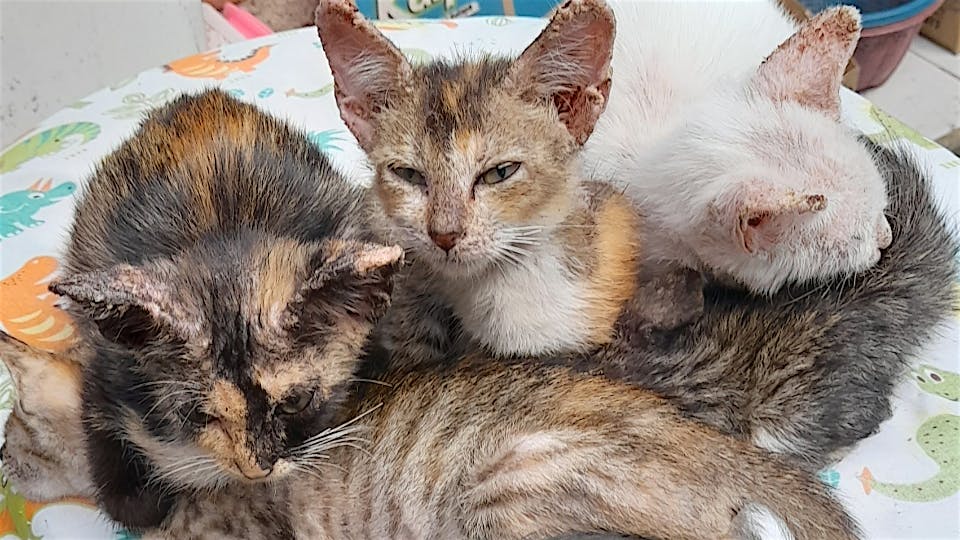 Bantu kucing liar hidup aman